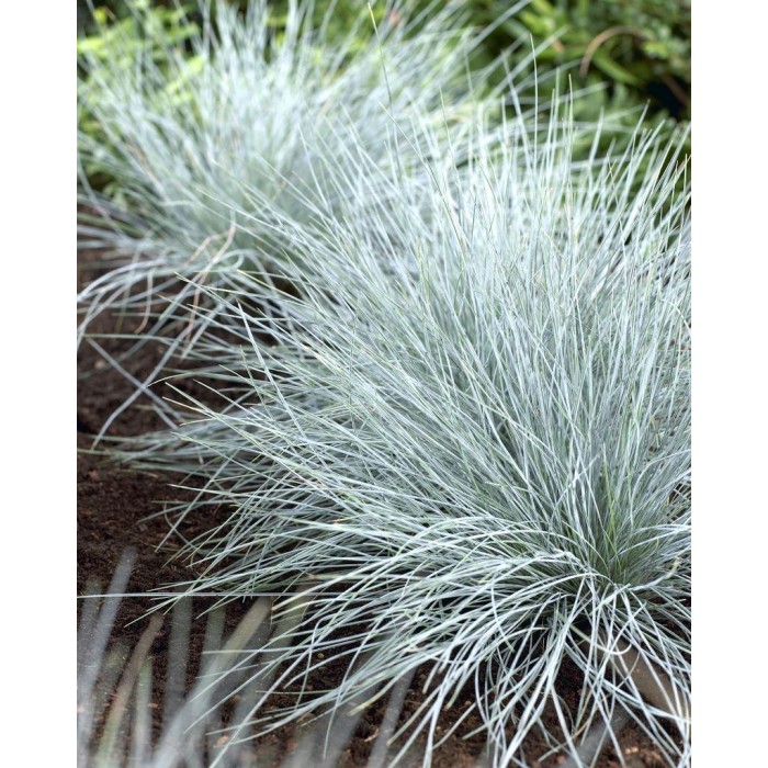 Festuca glauca Elijah Blue - Intense Blue Fescue