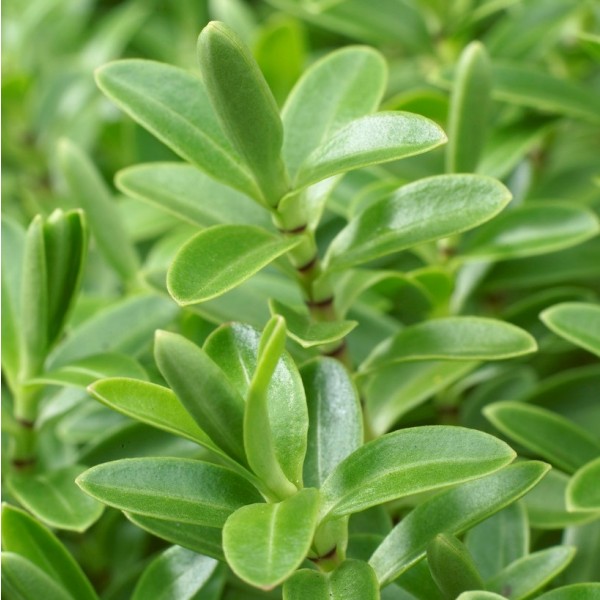 Hebe plants for sale | Buy Hebe shrubs UK delivery