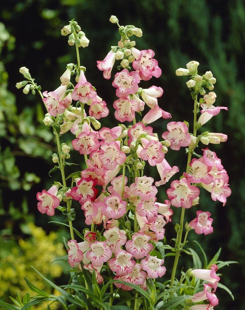 Penstemon Flamingo