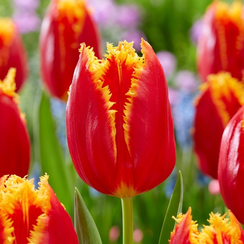 Tulip Fringed Double Late Fabio
