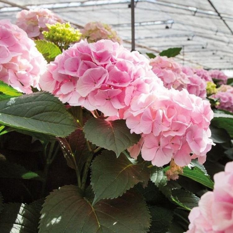 GIANT PINK MOPHEAD Hydrangea macrophylla Verana - Large Flowered ...