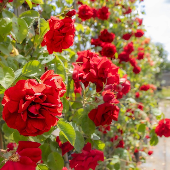 Large 6-7ft Climbing Rose Amadeus
