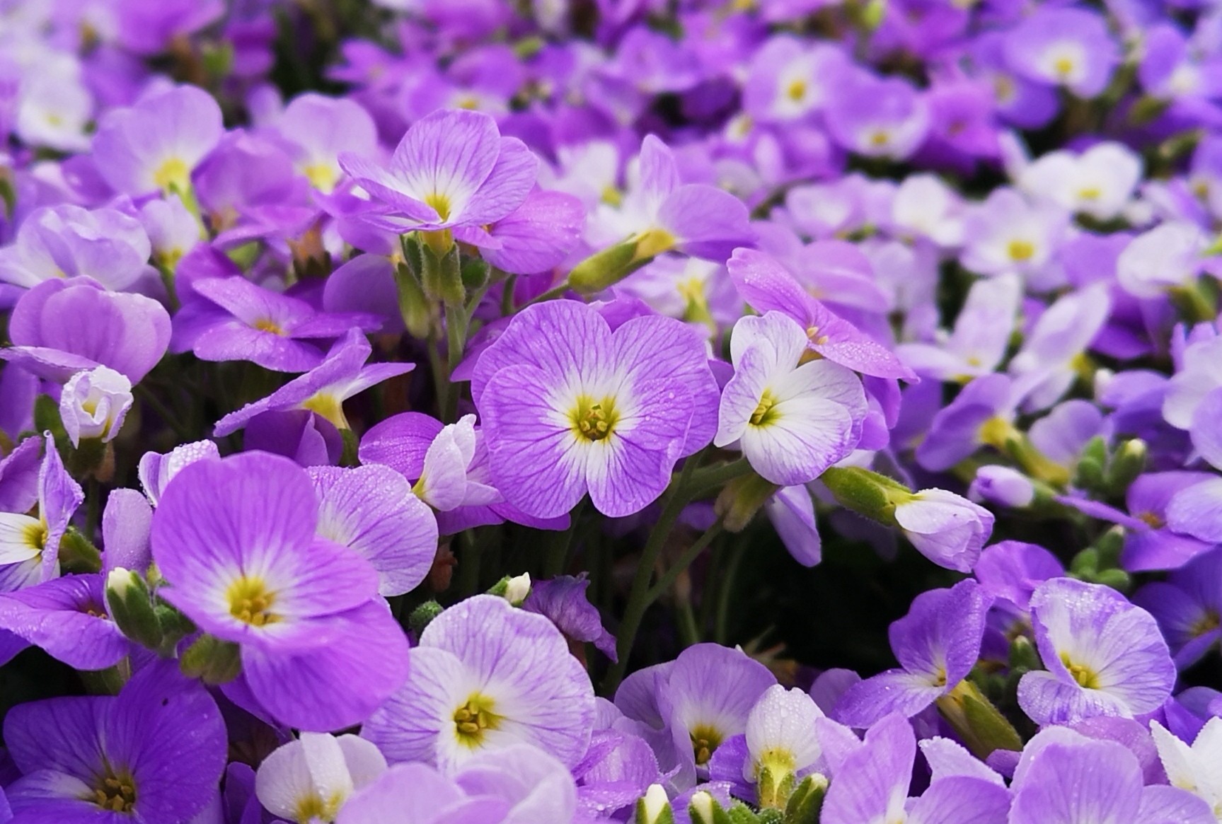 Aubretia gracilis Baby Blue Blush Bicolour - In Bud & Bloom