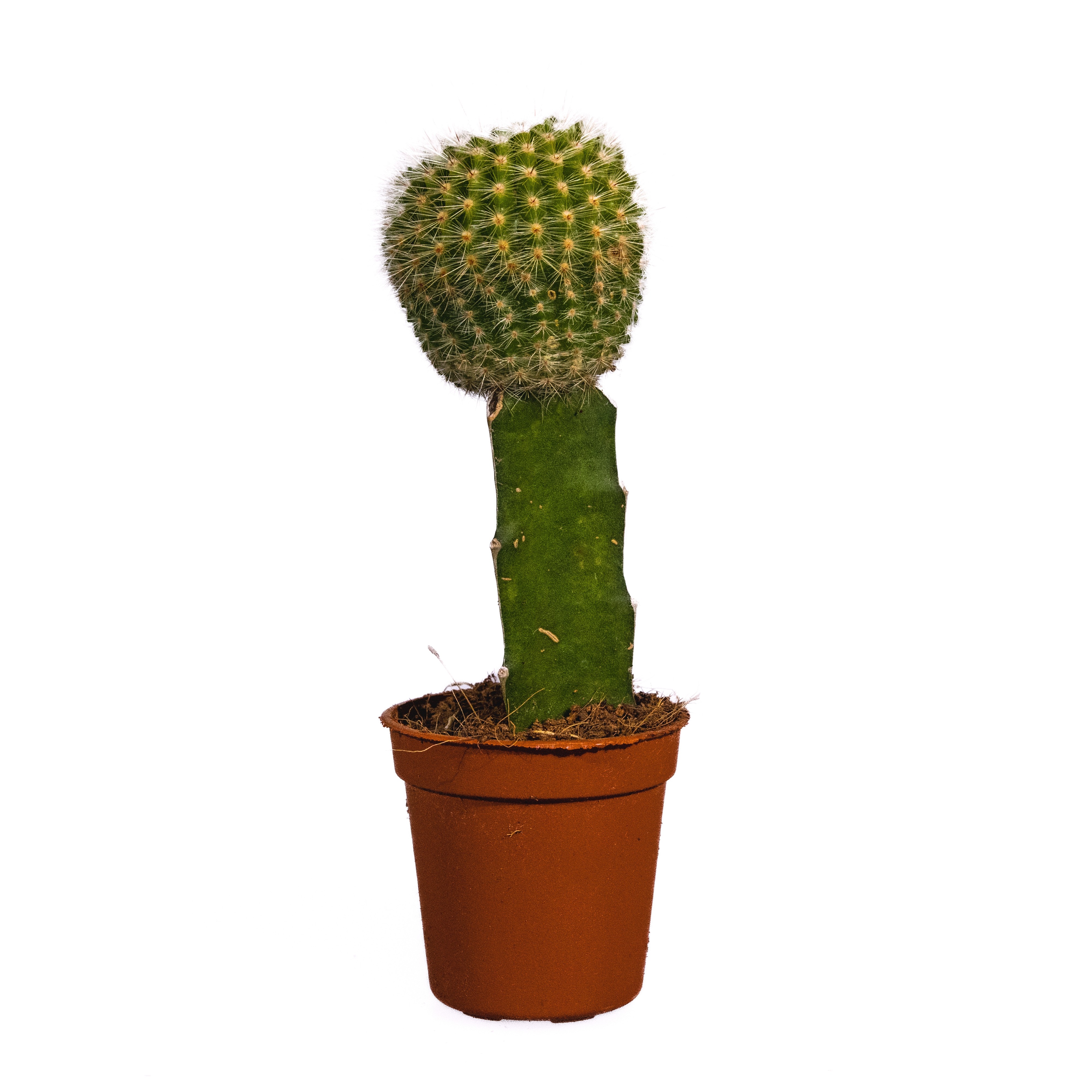 Moon Cactus Collection - THREE different Cacti Colours