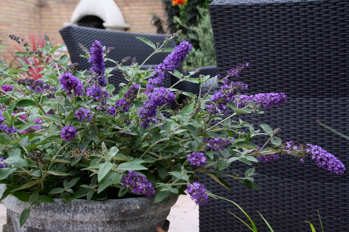 Buddleia Flutterby Free Petite Blue Heaven - Dwarf Buddleja Butterfly Bush