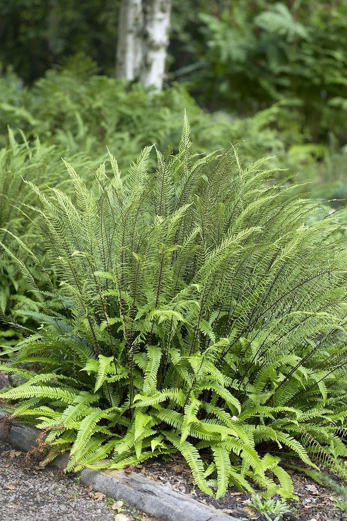 Blechnum spicant - Hard Fern