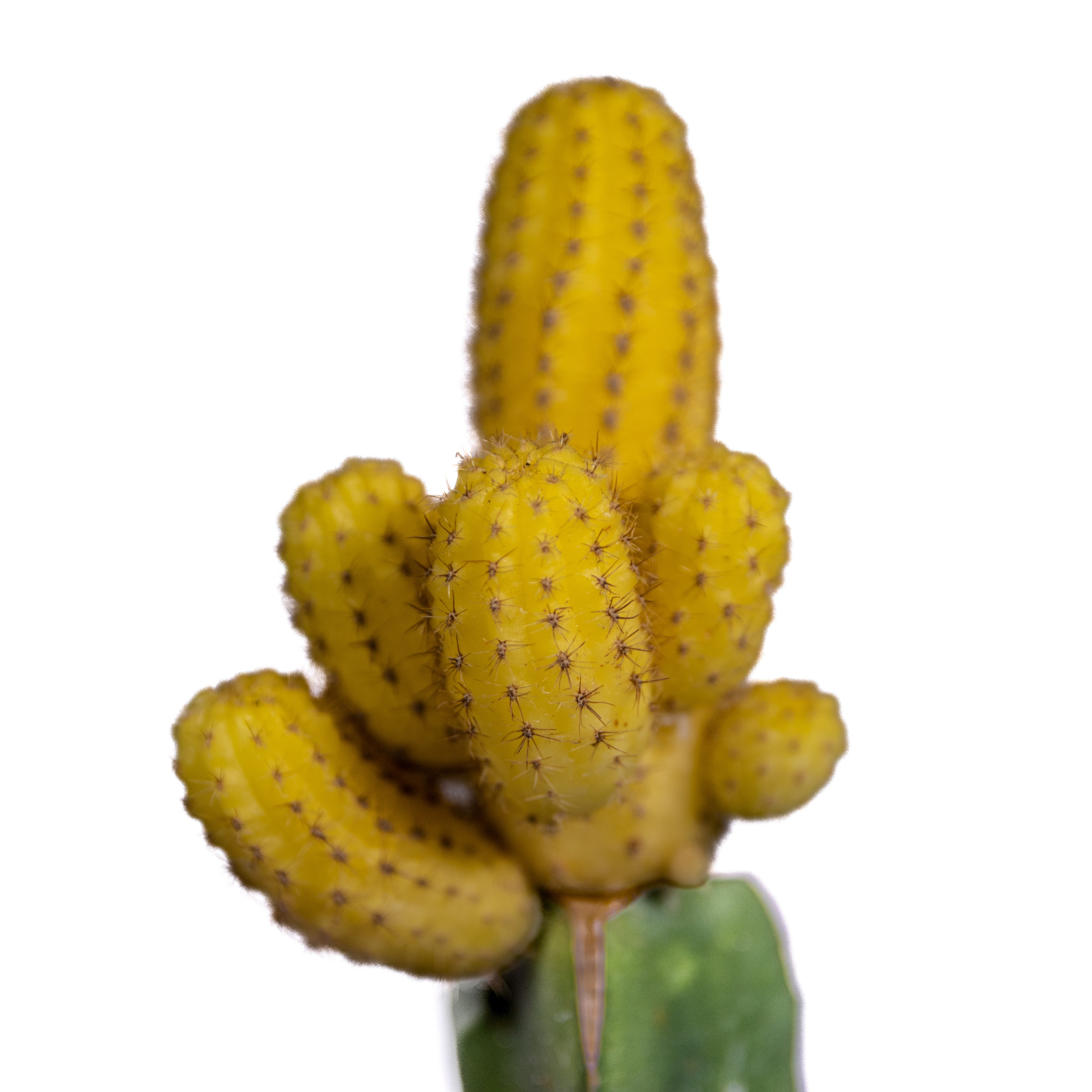 Moon Cactus Collection - THREE different Cacti Colours