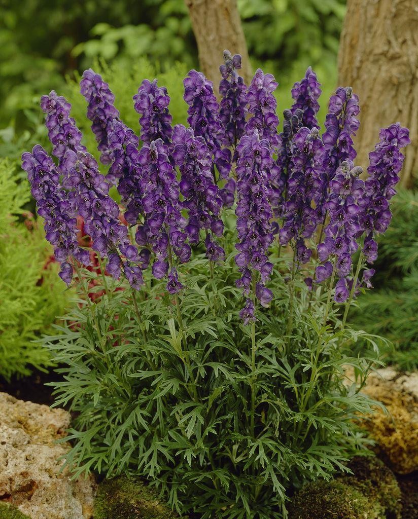 Aconitum napellus