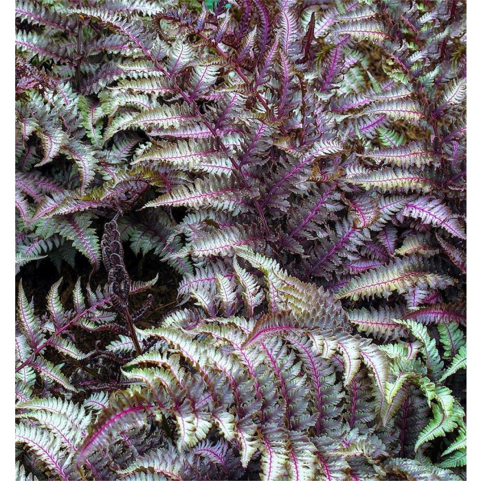 Athyrium niponicum pictum metallicum - Japanese Painted Fern