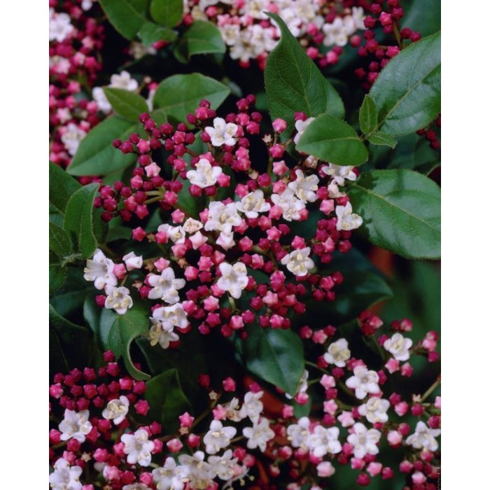 Viburnum tinus Eve Price - Standard Tree