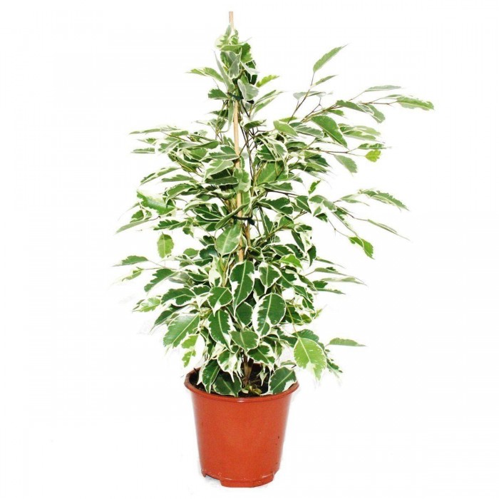 Collection of THREE Different Weeping Fig Trees - Ficus House Plants