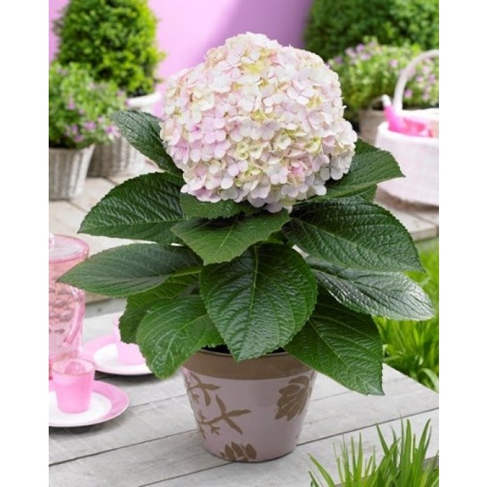 GIANT - Hydrangea 'Avant Garde' - Worlds Largest Hydrangea - In Bud ...