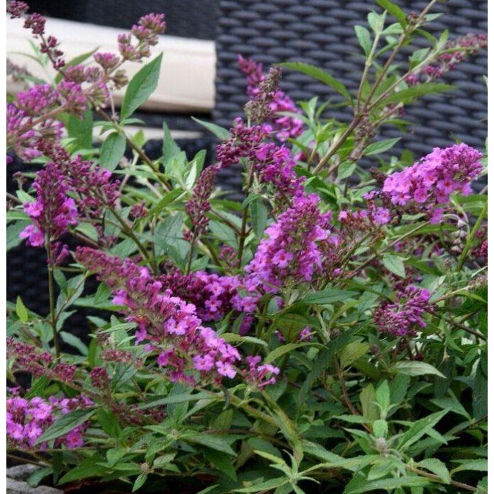 Buddleia Flutterby Petite Dark Pink - Dwarf Buddleja Butterfly Bush