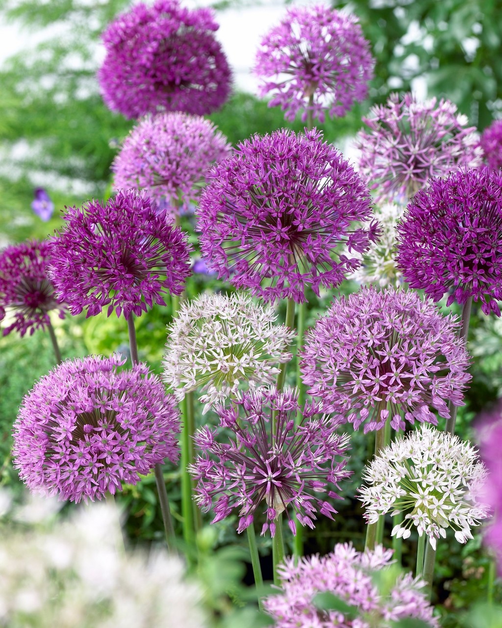Allium Fantasia Superglobe - Simply Classy Mix - Pack of 12