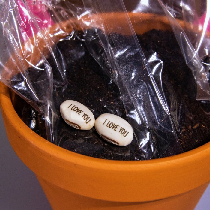 SPECIAL DEAL - Grow Your Own Magic Message Bean - Perfect Gift!