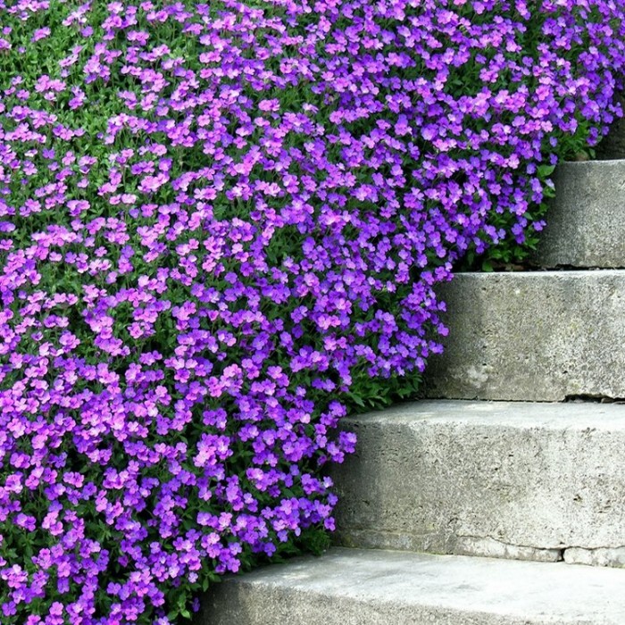 Aubretia gracilis Baby Blue Blush Bicolour - In Bud & Bloom