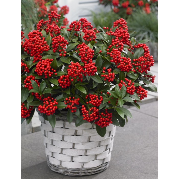 Skimmia japonica 'Pabella' - in Berry