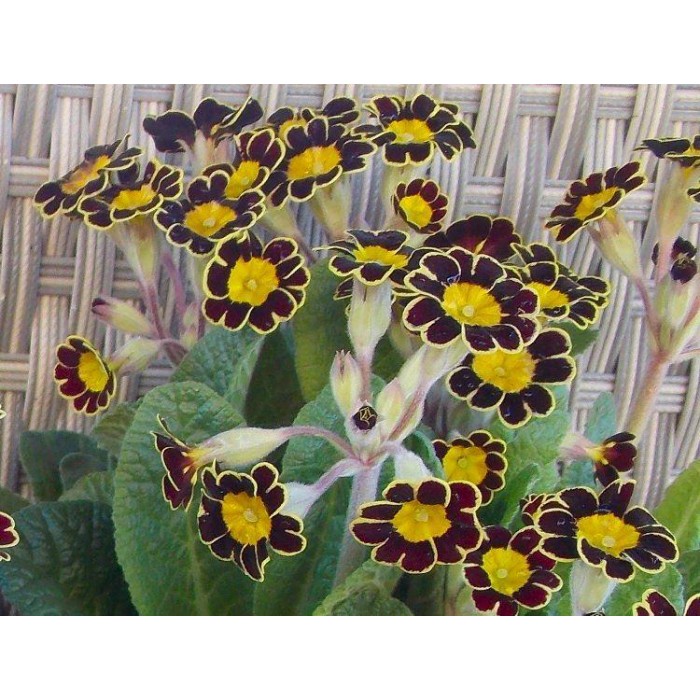 Primula Gold Lace - Gold Laced Polyanthus - Pack of THREE Plants