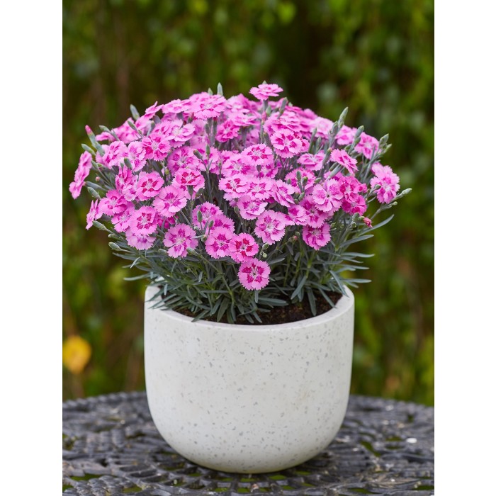 Dianthus Aztec Star
