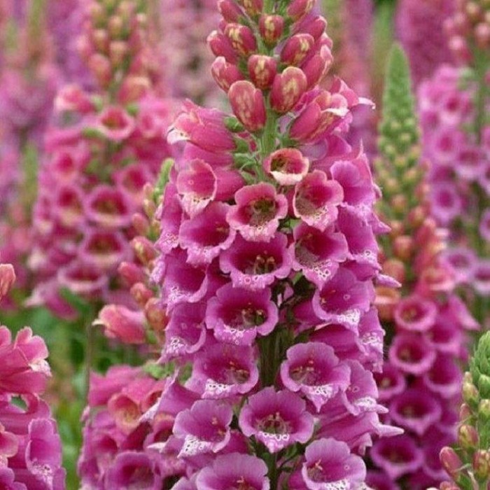 Digitalis purpurea Excelsior - Foxgloves