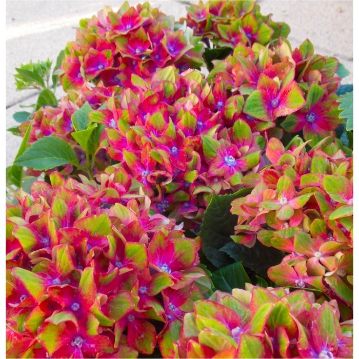 Hydrangea Glam Rock - Amazing Multi-Coloured Schloss Wackerbarth Hardy ...