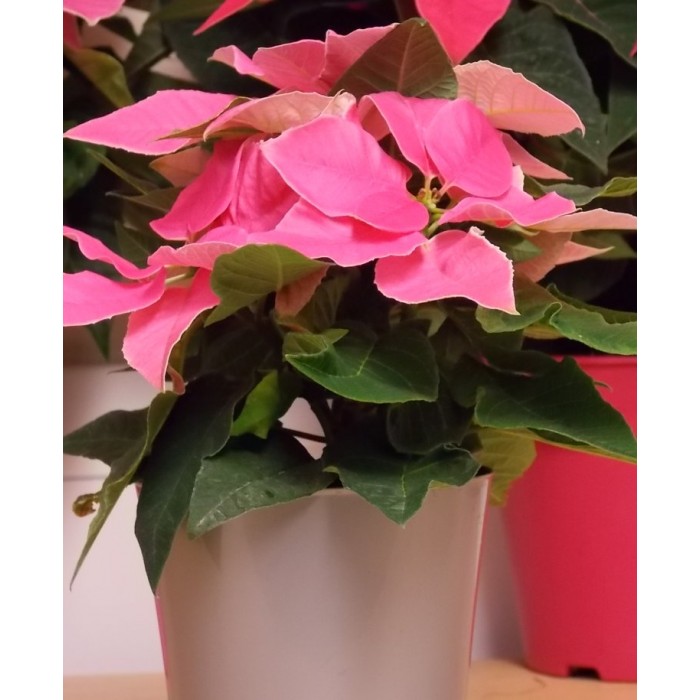 Pretty Pink Princettia - Poinsettia Plant