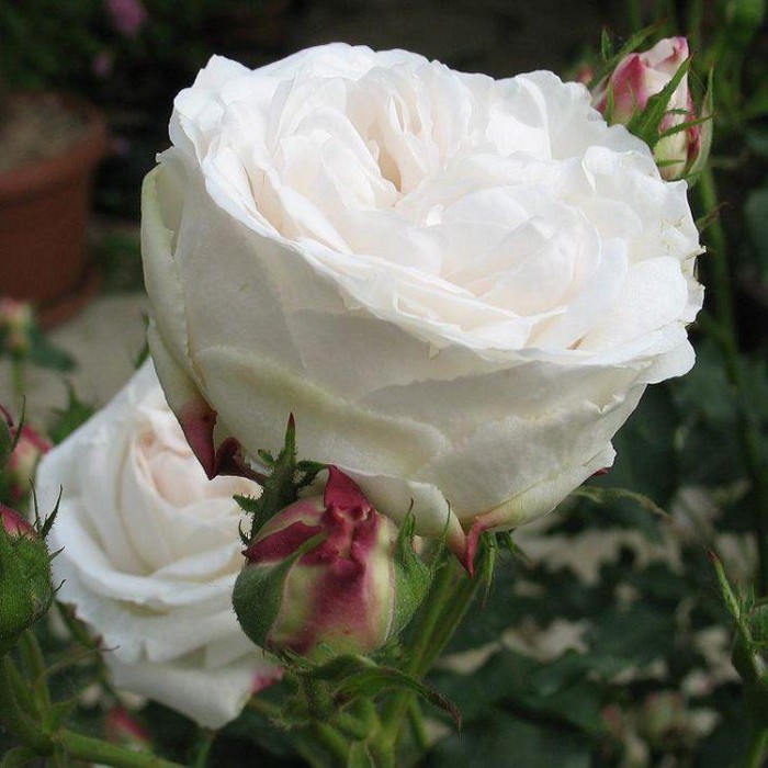 Rose Boule de Neige - Bourbon Shrub Rose