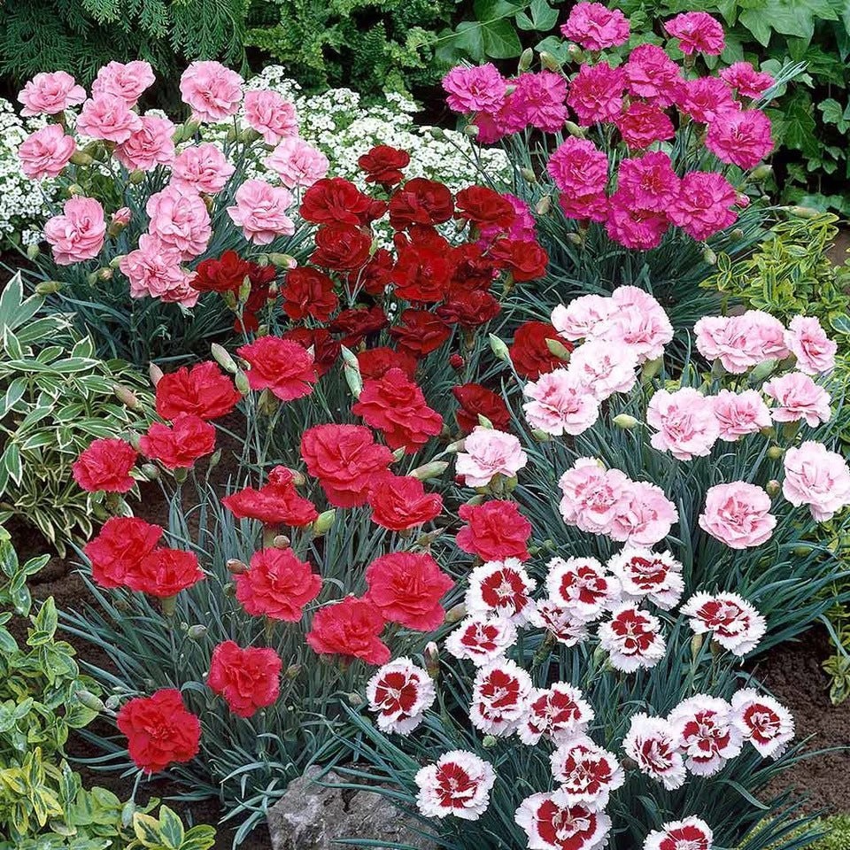 Dianthus Dwarf Vienna - Pack of FOUR Fragrant Carnation Plants