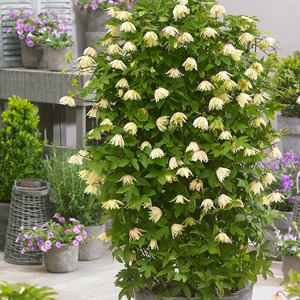 Clematis koreana Amber