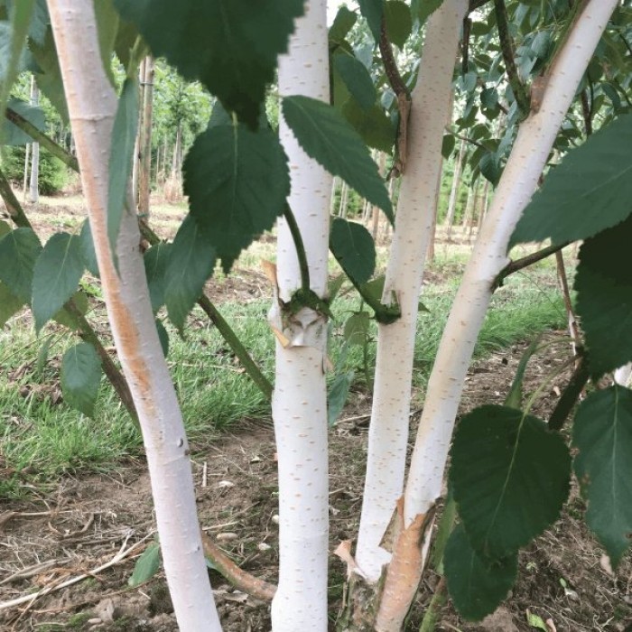 Multi--Stem West Himalayan Birch Tree - Betula utilis jacquemontii ...