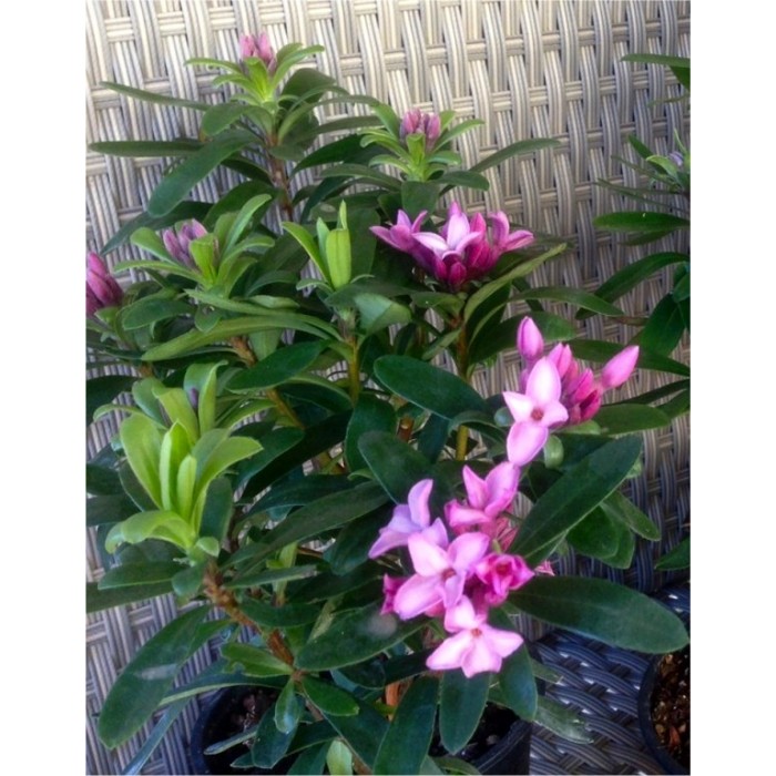 Daphne x transatlantica PINK Eternal FRAGRANCE - Evergreen Daphne