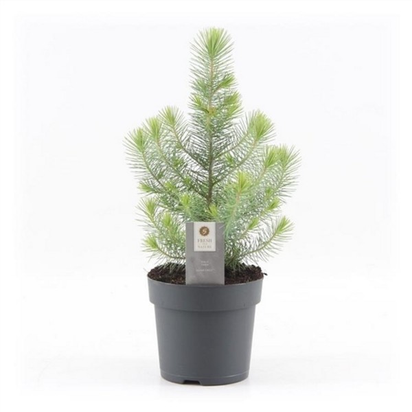 Smaller & Mini Christmas Trees
