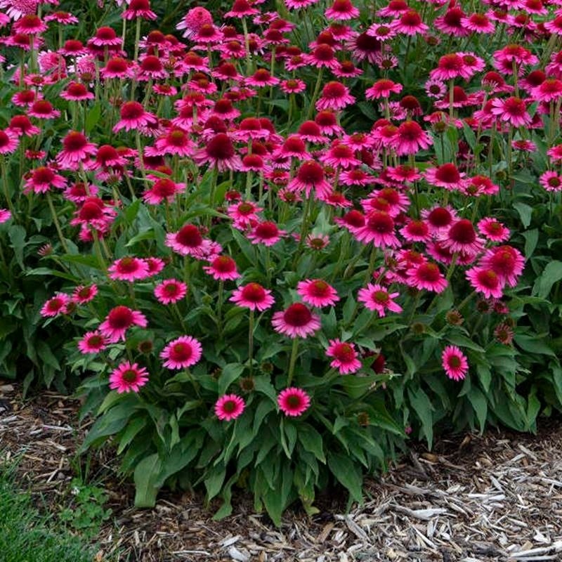 Echinacea purpurea Delicious Candy - Double Cone Flower Plants