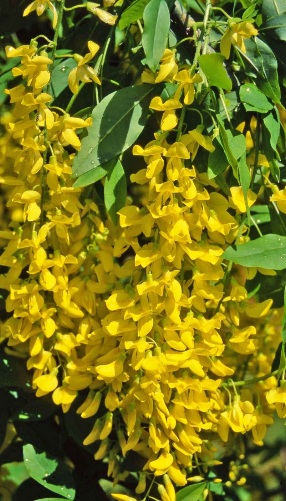 Laburnum anagyroides Yellow Rocket - Upright Golden Chain Tree