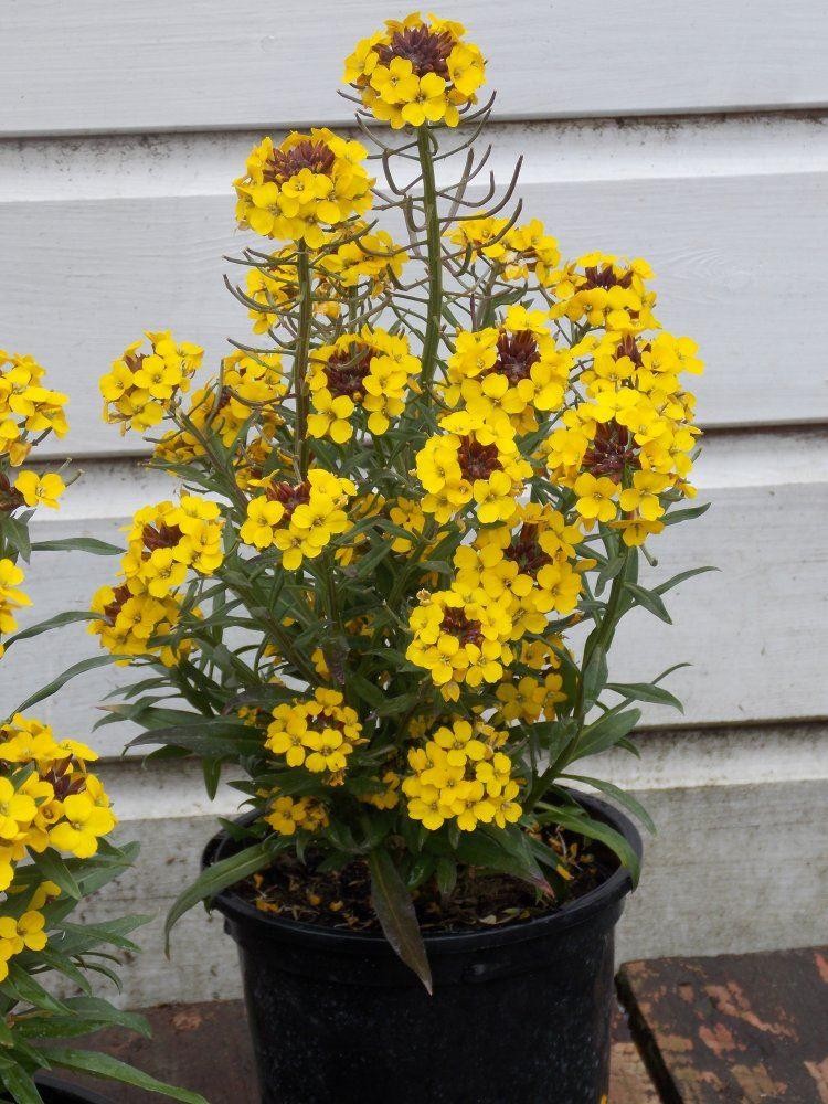 Erysimum Yellow Bird - Gold Dust Plants in Bud & Bloom