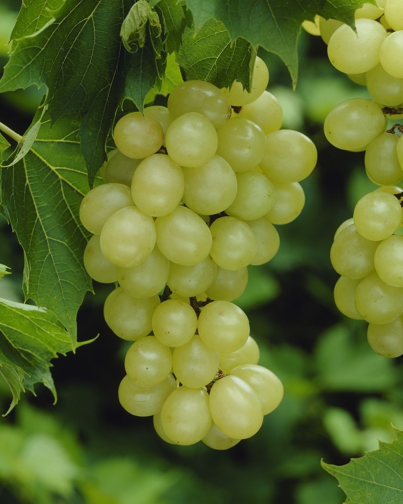 Vitis vinifera White Muscat of Alexandria - Grape Vine