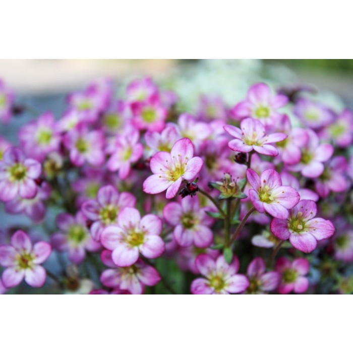 Saxifraga Mossy - Pack of SIX cushion Saxifrage Plants