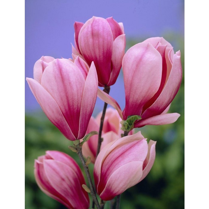 Magnolia Red Lucky - Chinese Magnolia Shrub