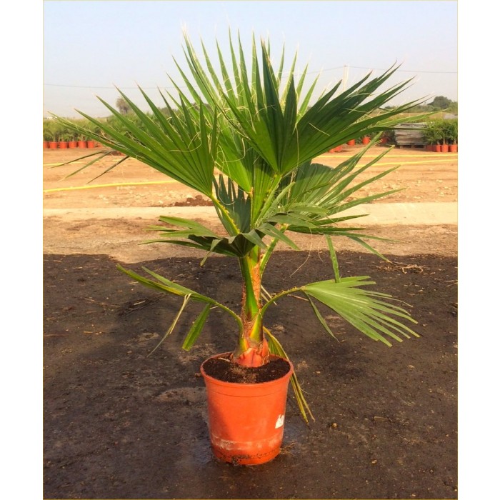 Mexican Fan Palm