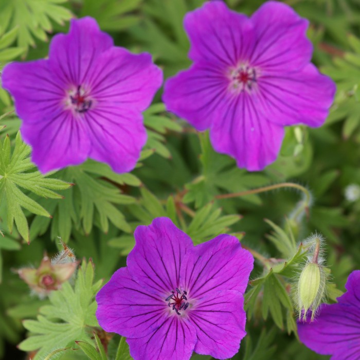 Hardy Geranium Breeders Mix Premium Collection - Pack of TEN