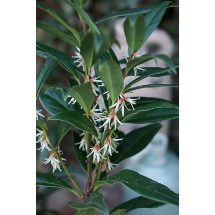 Sarcococca hookeriana Winter Gem - Fragrant Sweet Box