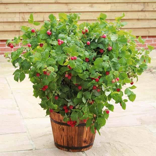 Raspberry Ruby Beauty - Dwarf Summer Fruiting Raspberry Plants