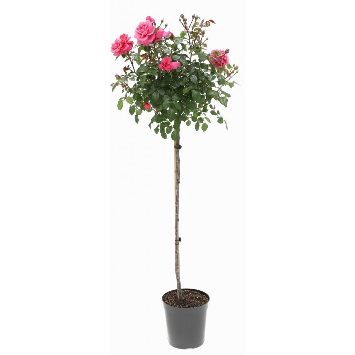 Large Standard Rose Tree 'Queen Elizabeth Rosa' - circa 150cms tall