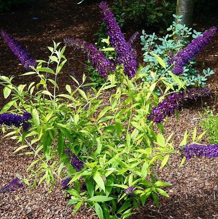 Buddleja davidii Magda's Gold Knight