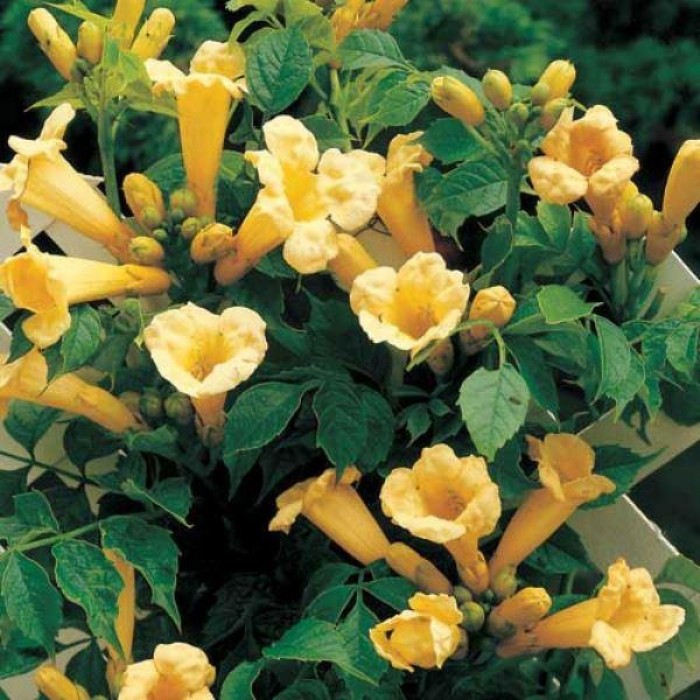 Large 6-7ft Specimen Climber - Campsis radicans 'Flava' - Yellow ...