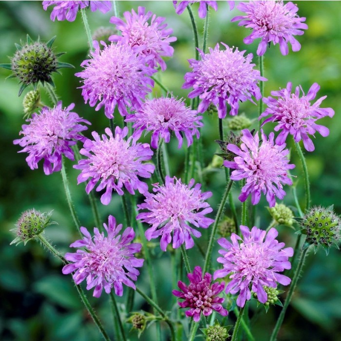Knautia macedonia - Melton Pastels - Scabious