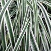 Carex oshimensis Evercolour® ‘Everest’ - Evergreen Japanese Sedge