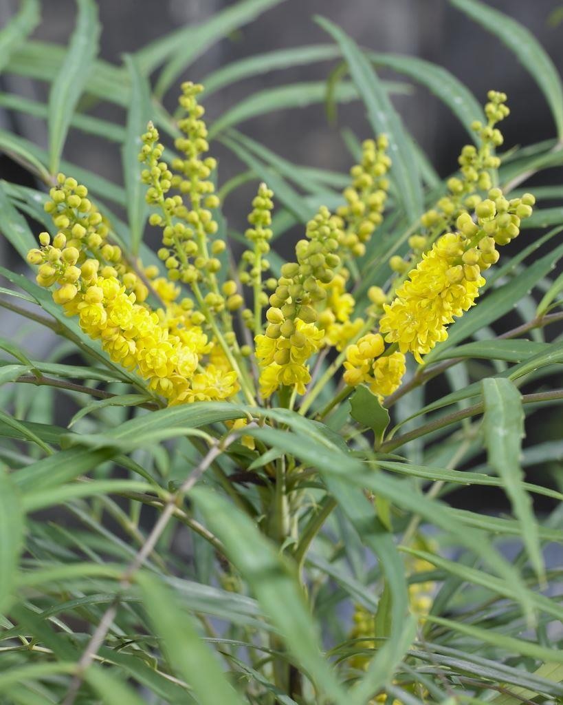 Mahonia Soft Caress - Spineless Evergreen Mahonia Shrub