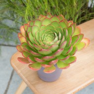Semponium Plants - Surreal Succulents RHS Chelsea Flower Show Plant of ...