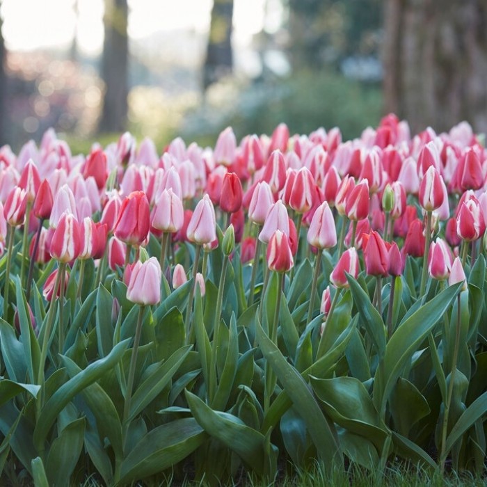 Tulip Delight Mix - Pack of 12